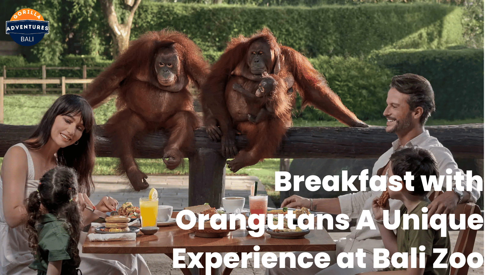Breakfast with Orangutans A Unique Experience at Bali Zoo - 𝐆𝐨𝐫𝐢𝐥𝐥𝐚 ...